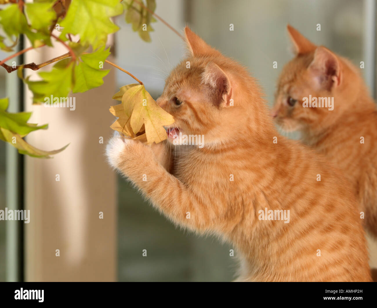 Two Ginger Tom Kittens Playing with a Grape Ivy Plant Stock Photo - Alamy