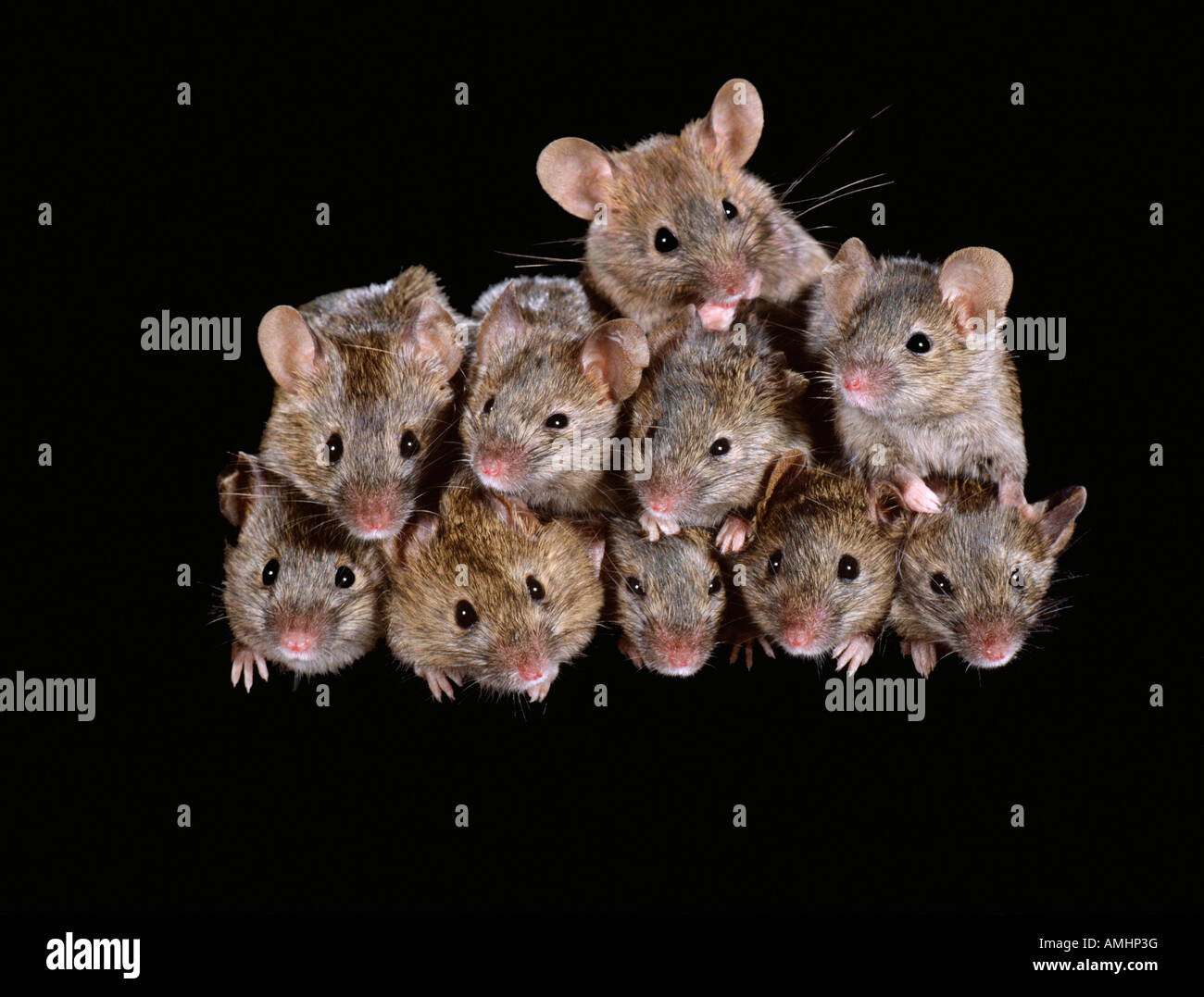Souris domestique House Mouse Mus musculus group Africa Afrika Asia ...