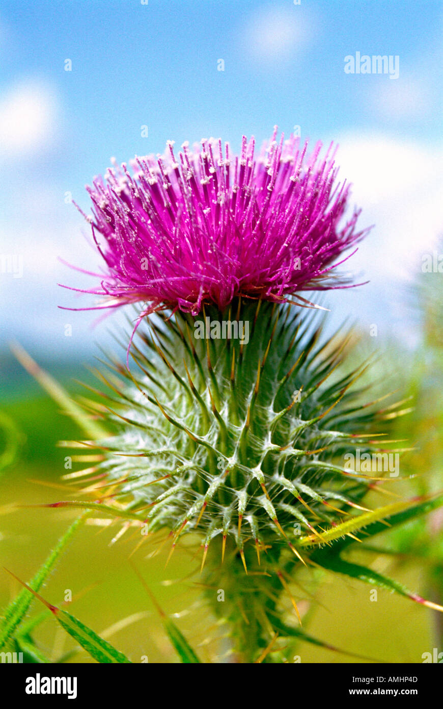 Thistle of scotland hi-res stock photography and images - Alamy