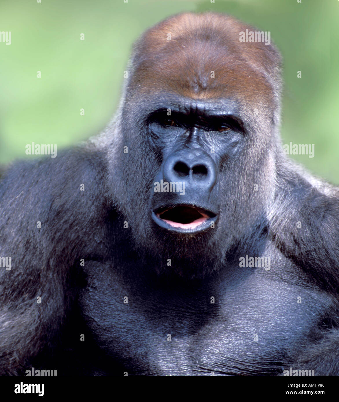 Silver back hi-res stock photography and images - Alamy