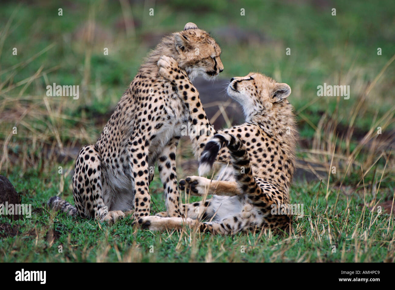Cheetah cubs fighting hi-res stock photography and images - Alamy