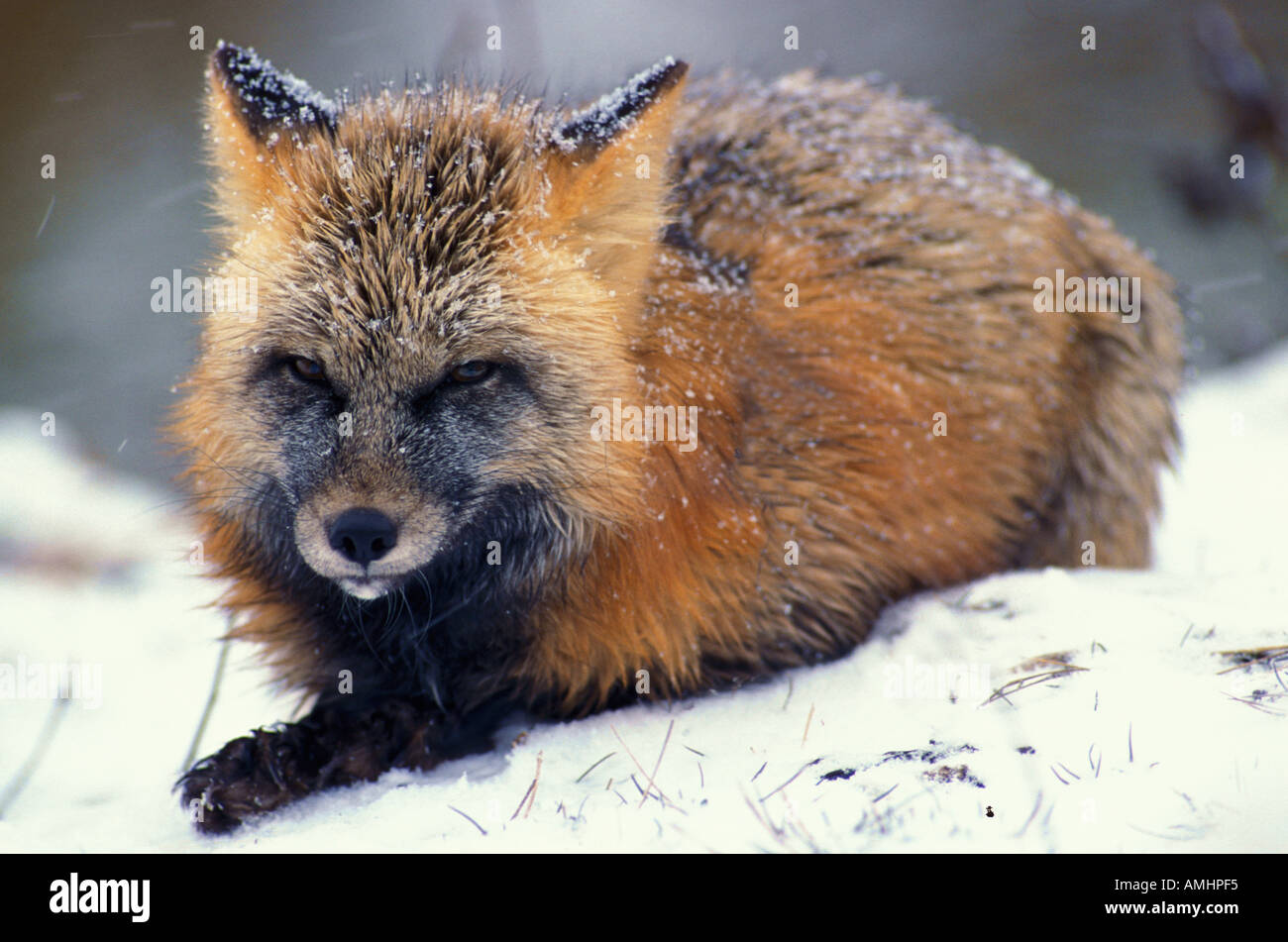 Red Fox Vulpes fulva Minnesota cross phase USA Stock Photo - Alamy