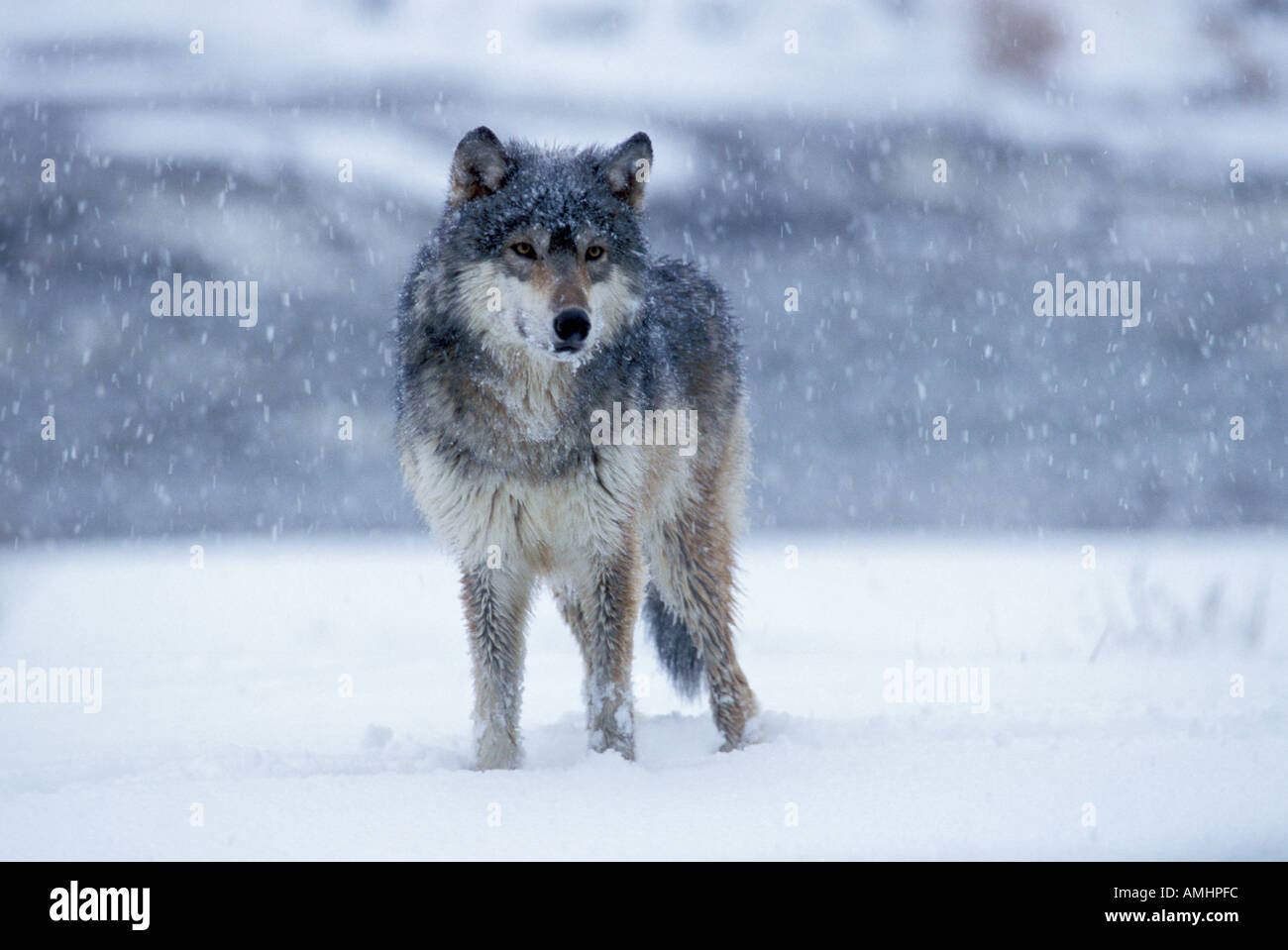 Timber or Grey Wolf Canis Lupus Minnesota USA Stock Photo - Alamy