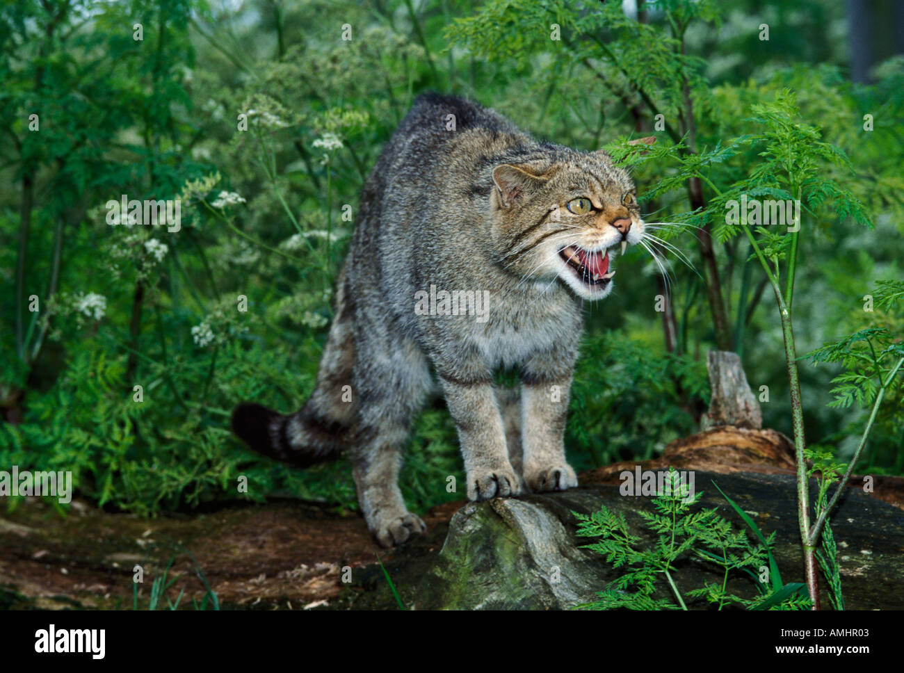 Wildcat snarling Felis Silvestris grampian Female United Kingdom Stock ...