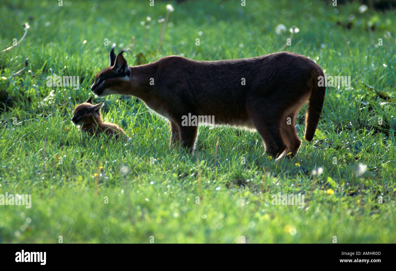 Caracal cub hi-res stock photography and images - Alamy