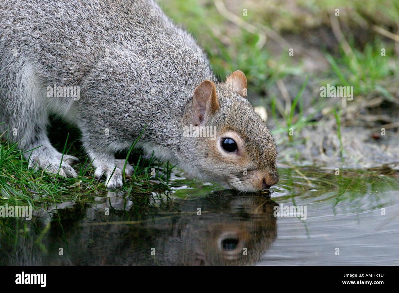 Grey Squirrel drinking water from pond Sciurus carolinensis Lee Valley ...