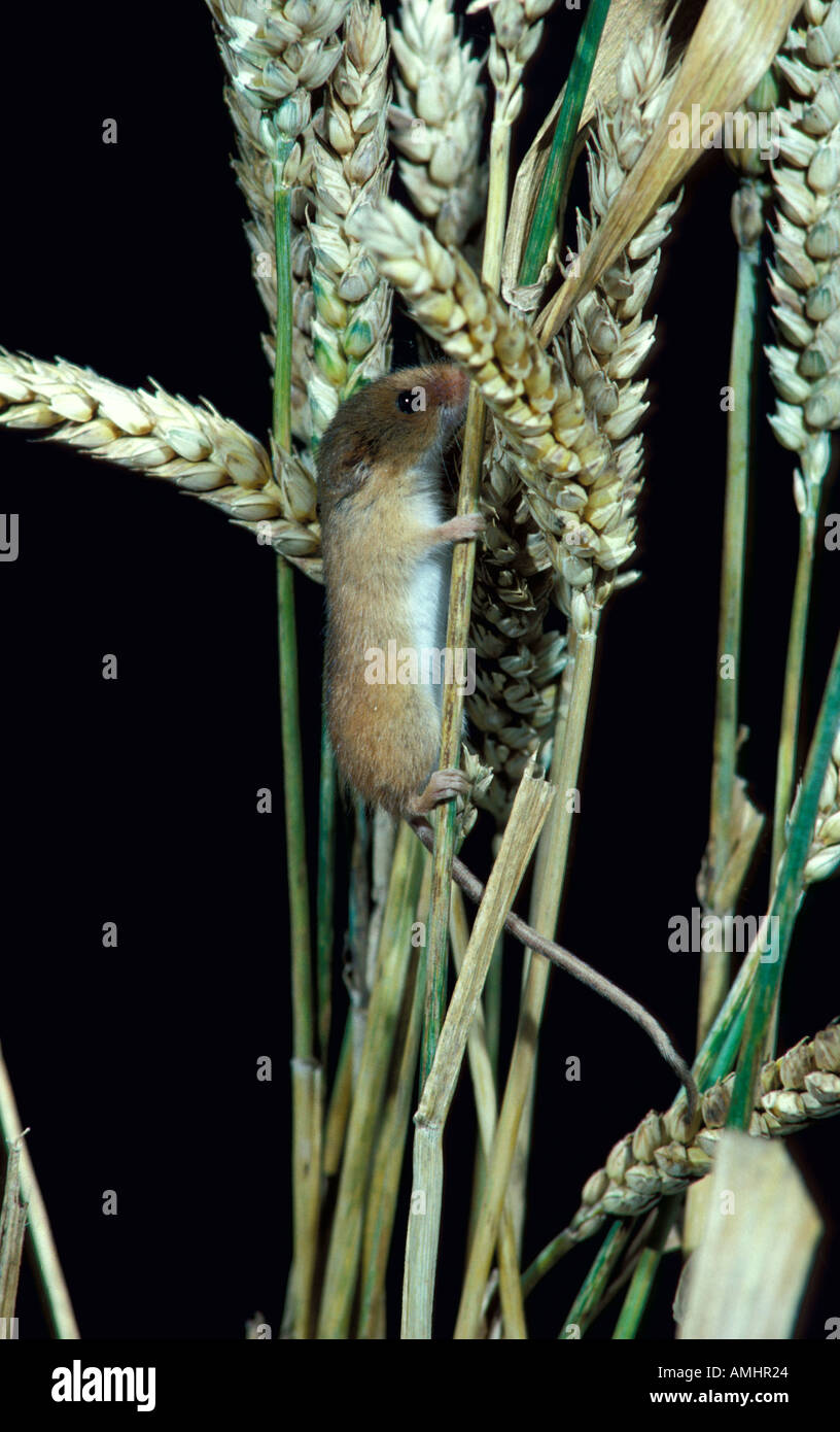Harvest mouse Micromys minutus on maize or corn ears seeds United ...