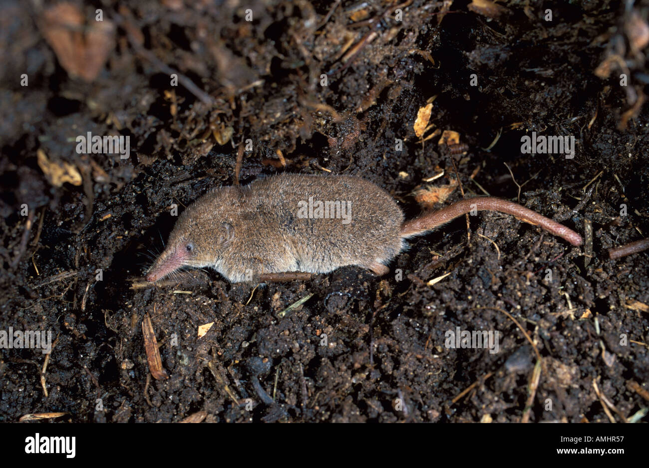 Pygmy shrew hi-res stock photography and images - Alamy
