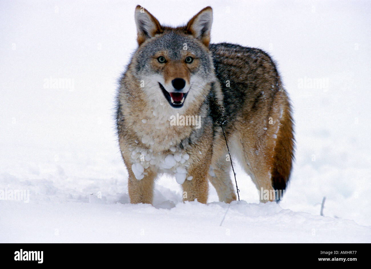 Coyote Canis latrans Minnesota standing in snow USA Stock Photo - Alamy