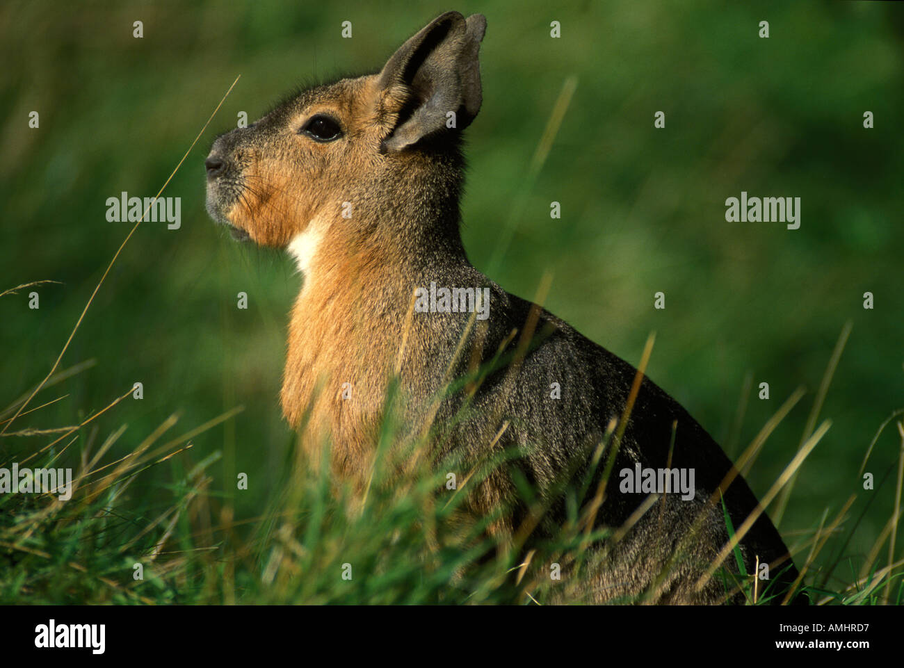 Patagonian mara habitat hi-res stock photography and images - Alamy
