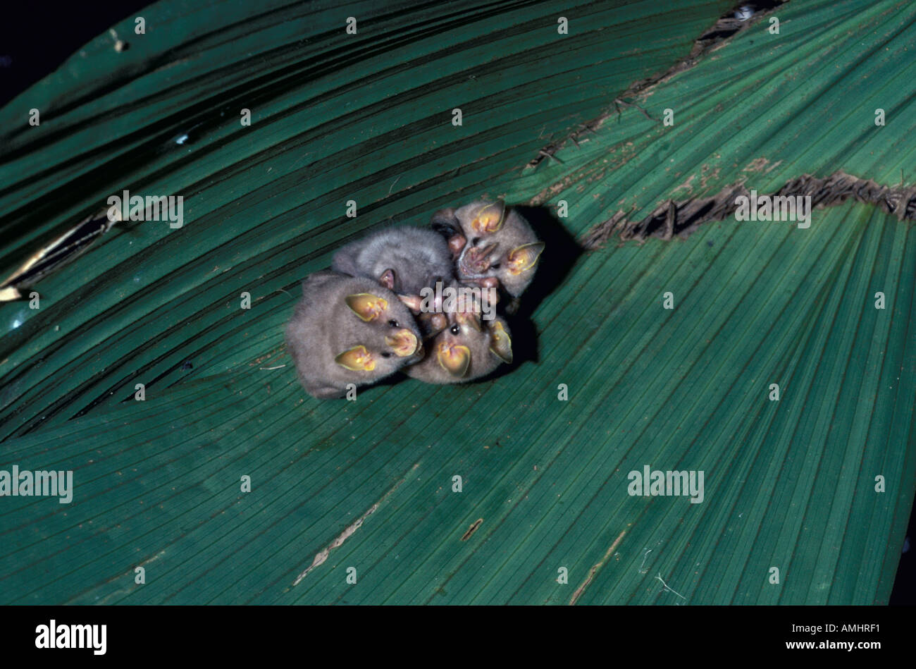 Tent making bats Amazonian Peru Uroderma magnirostrum roosting in tent ...
