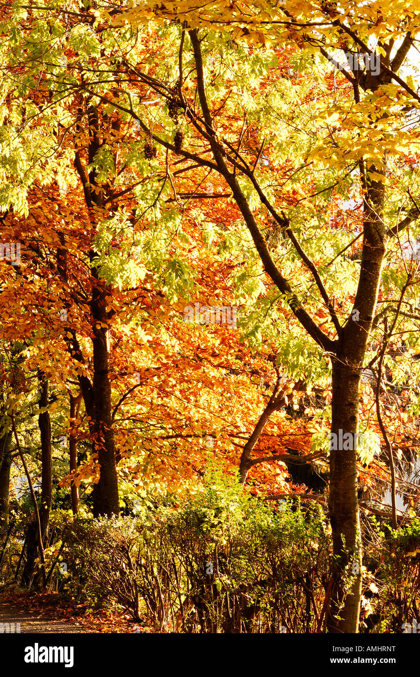 color of autumn Stock Photo - Alamy