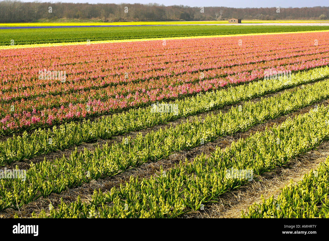 field of carnegie (Hyacinthus orientalis Stock Photo - Alamy