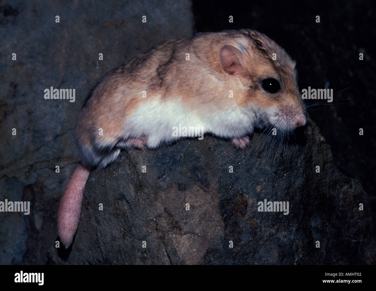 Fat tailed gerbil Pachyuromys duprasi Stock Photo - Alamy