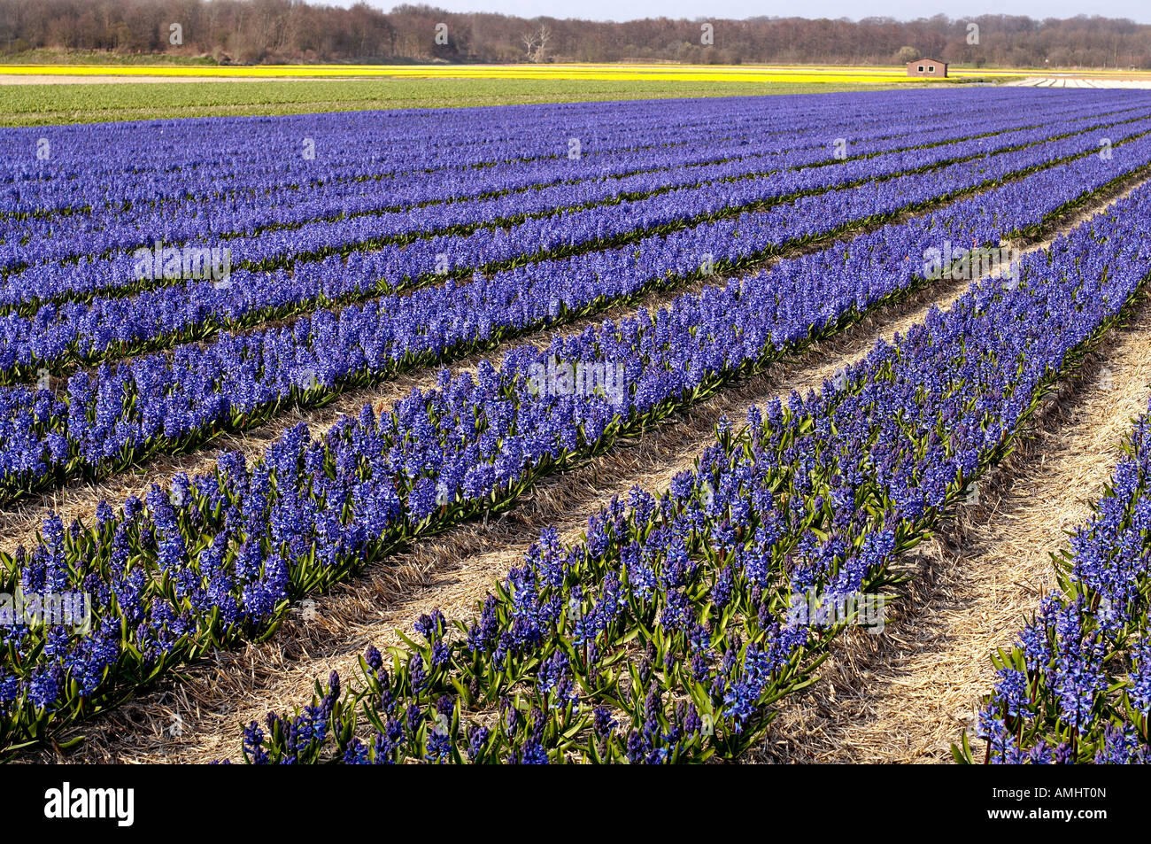 Hyacinthus orientalis ‘carnegie’ hi-res stock photography and images ...