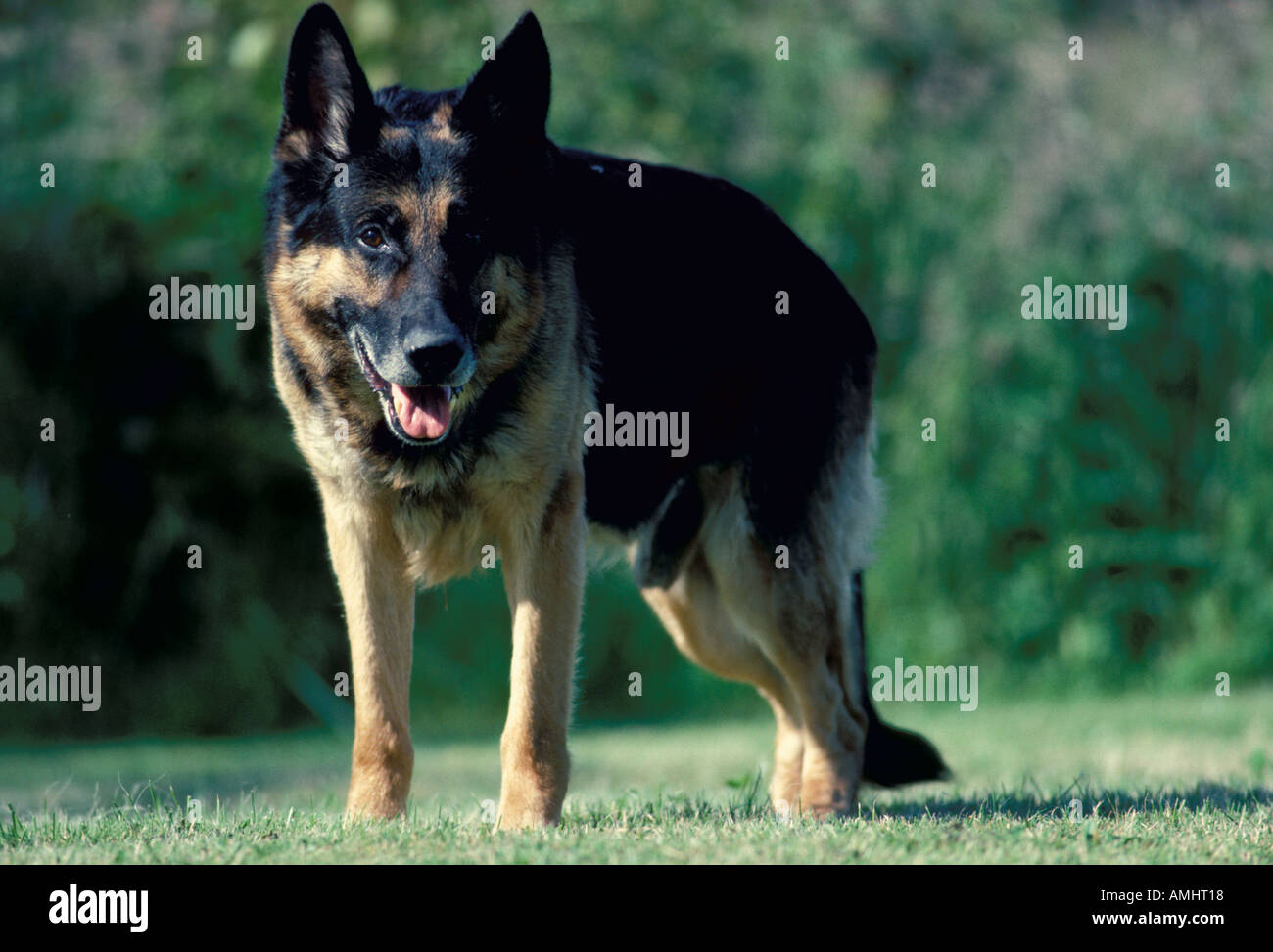 German shepherd dog low angle looking powerful United Kingdom Stock ...
