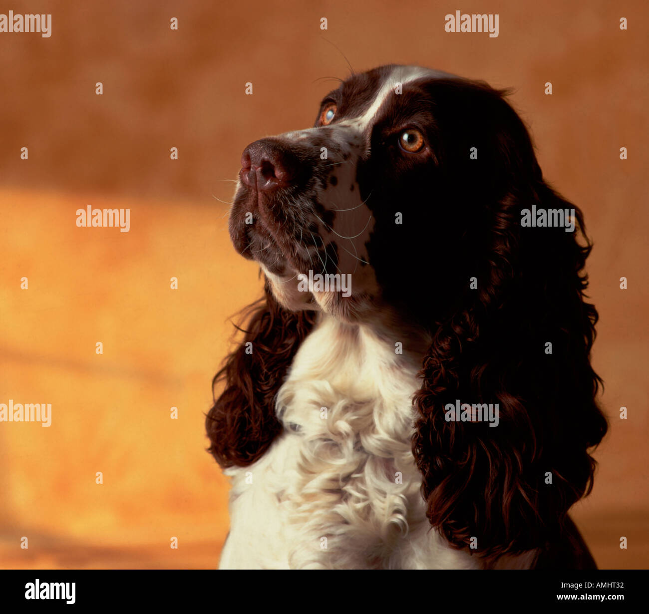 English Springer Spaniel Dog brown liver and white colour United ...