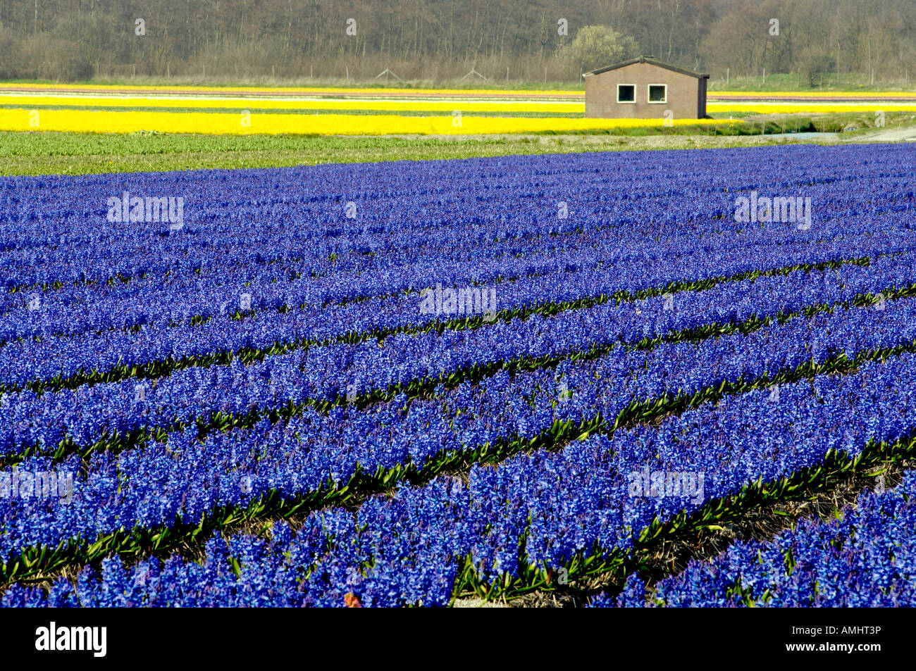 field of carnegie (Hyacinthus orientalis Stock Photo - Alamy