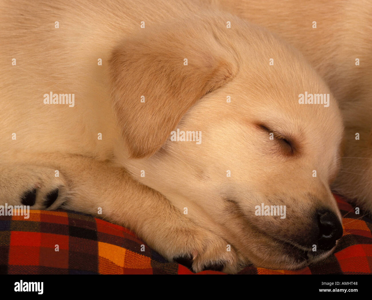 Labrador Retriever Puppy Dog 9 weeks old asleep on blanket United ...