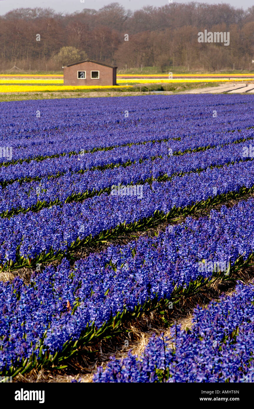 field of carnegie (Hyacinthus orientalis Stock Photo - Alamy