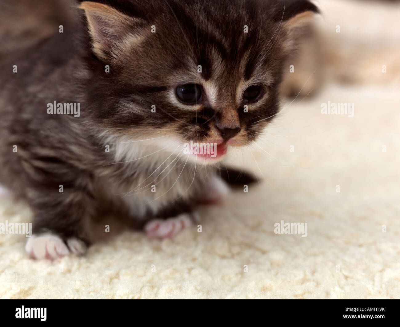 Three Week Old Tabby Kitten Stock Photo - Alamy