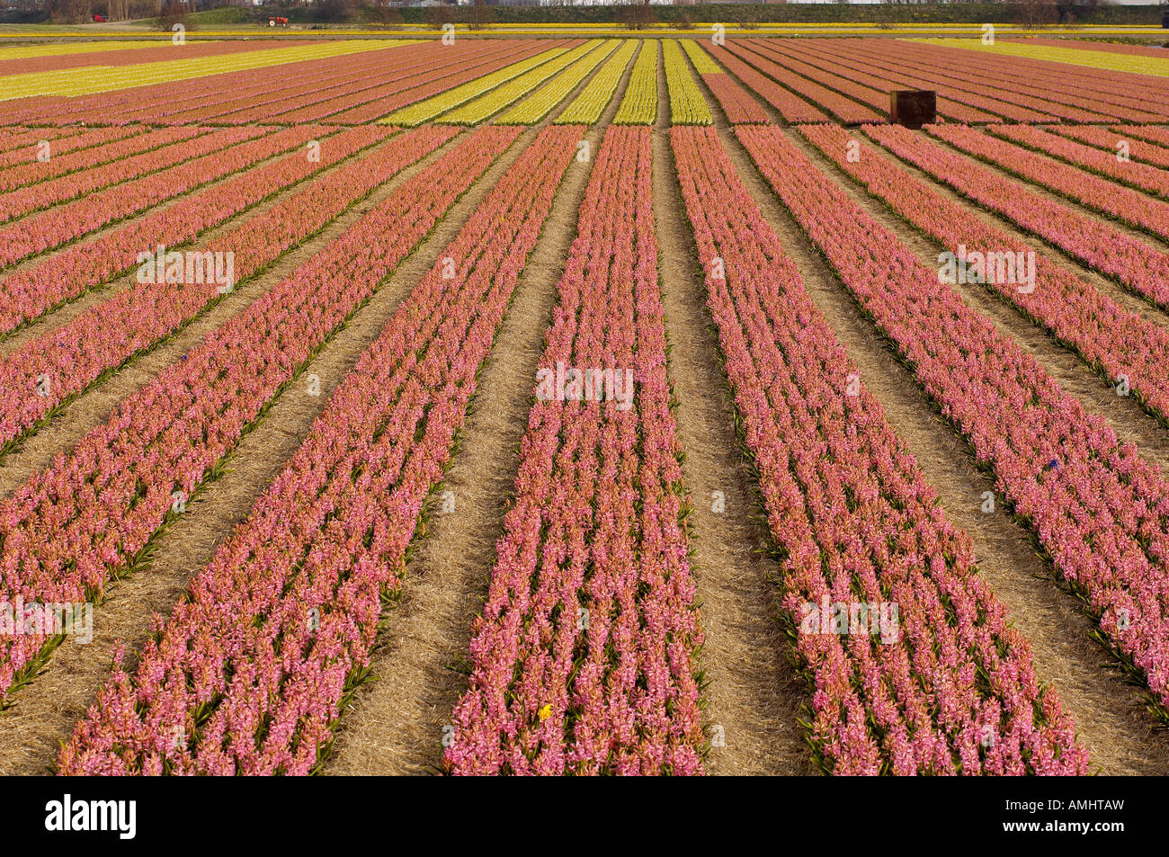 field of carnegie (Hyacinthus orientalis Stock Photo - Alamy