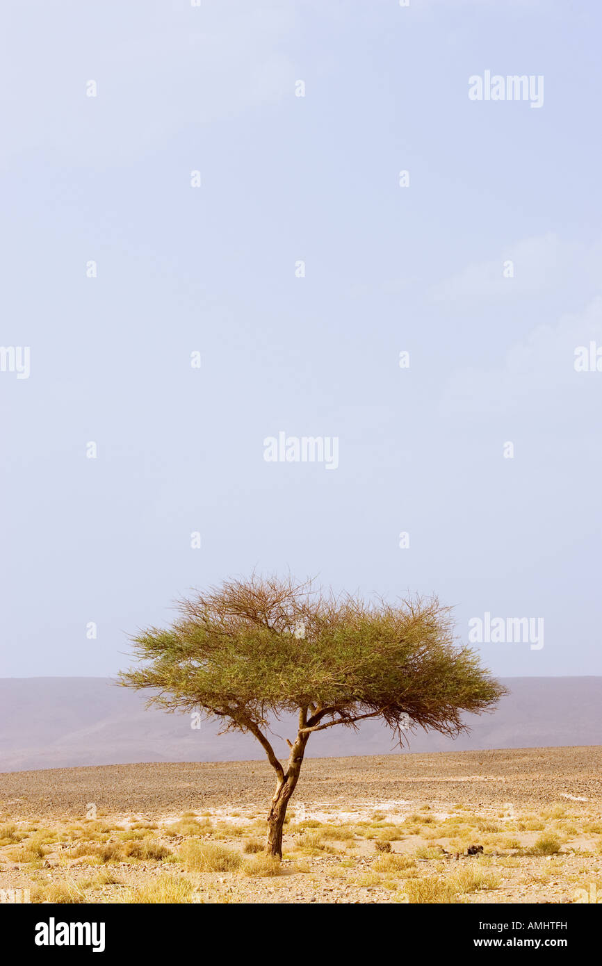 one lone tree in Sahara Morocco Stock Photo - Alamy