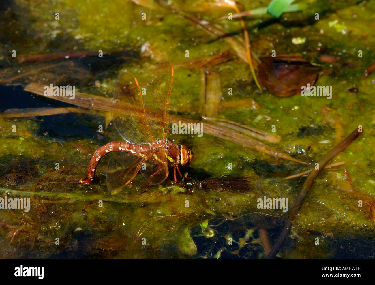 Female Brown Hawker Dragonfly.(Aeshna grandis).Laying Her Eggs In A ...