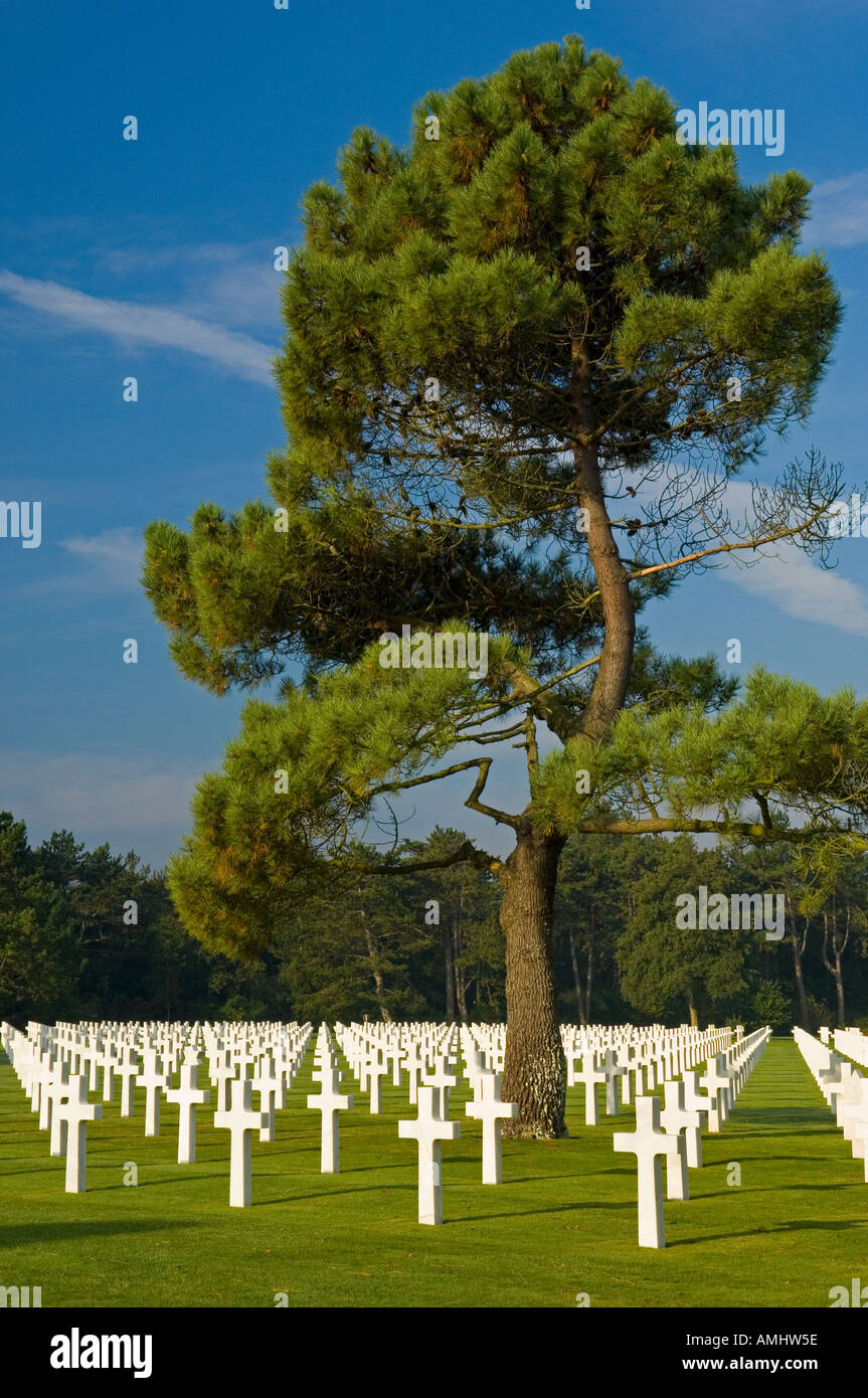 A tree growing at Normandy American cemetery at Colleville Sur Mer ...