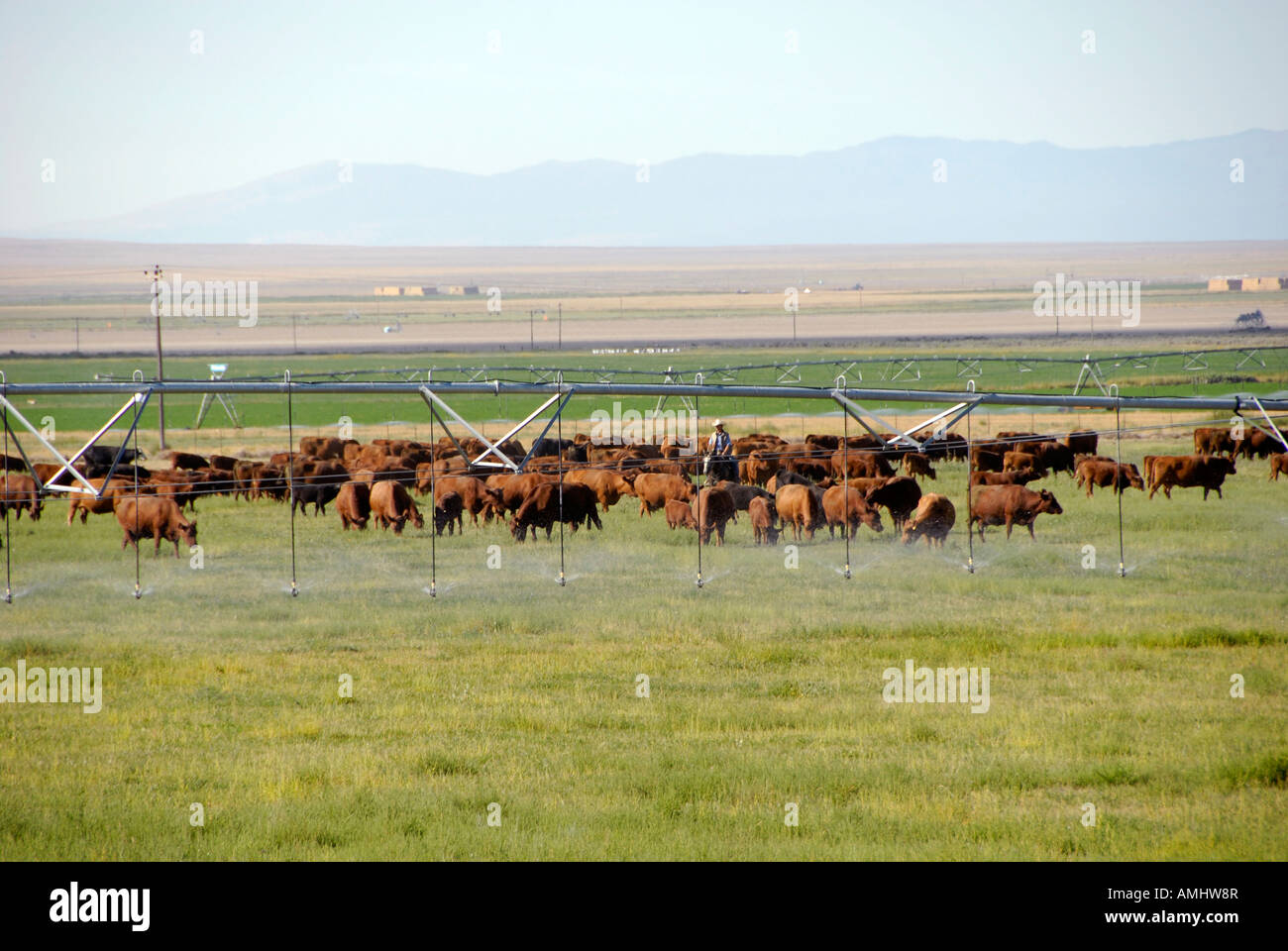 Group of cows cattle Stock Photo - Alamy