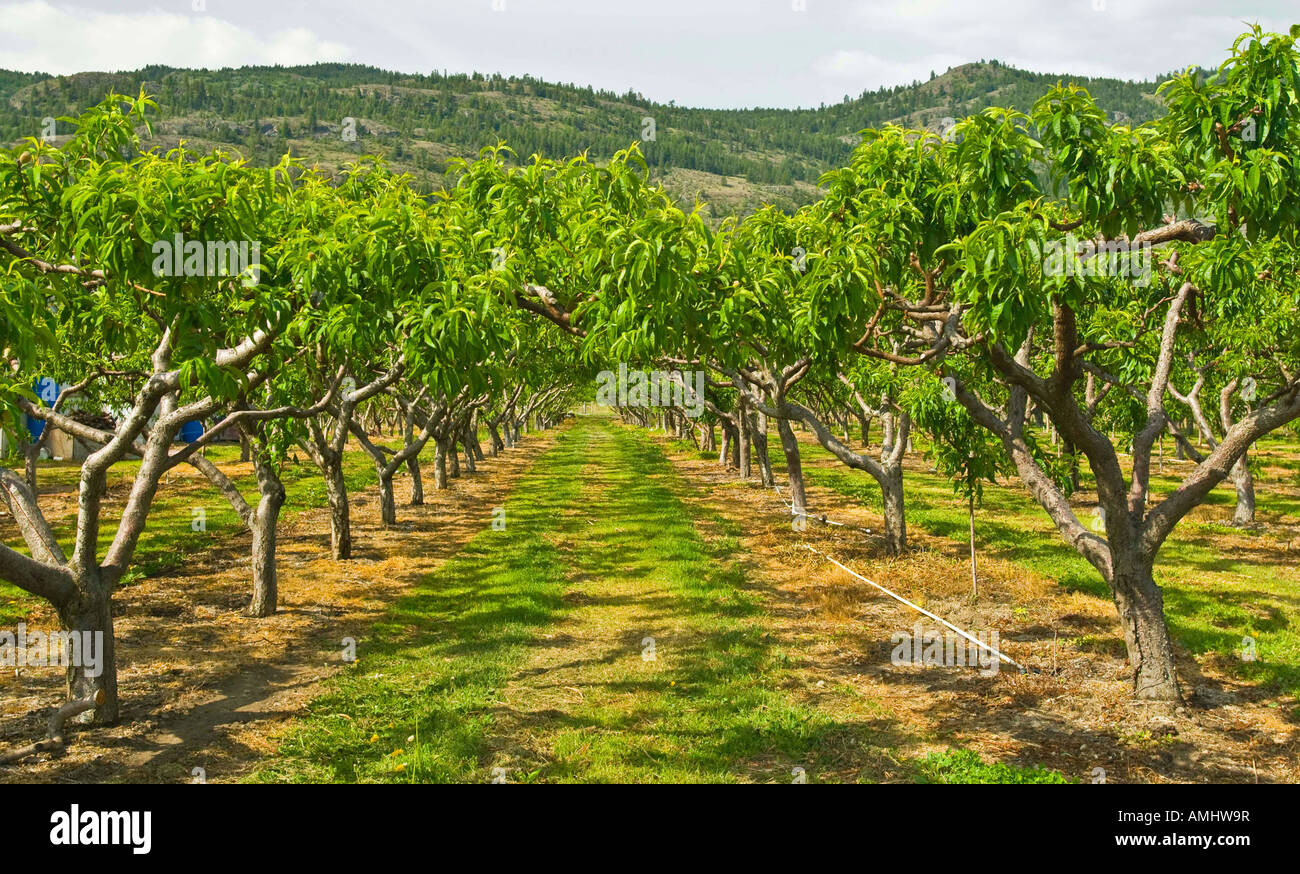 orchard trees in early spring Stock Photo - Alamy