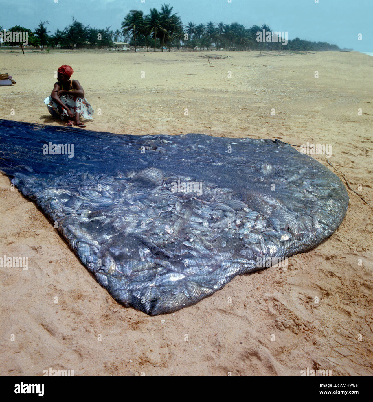 Fish off the senegal coasts peche au senegal Africa Atlantic Ocean ...