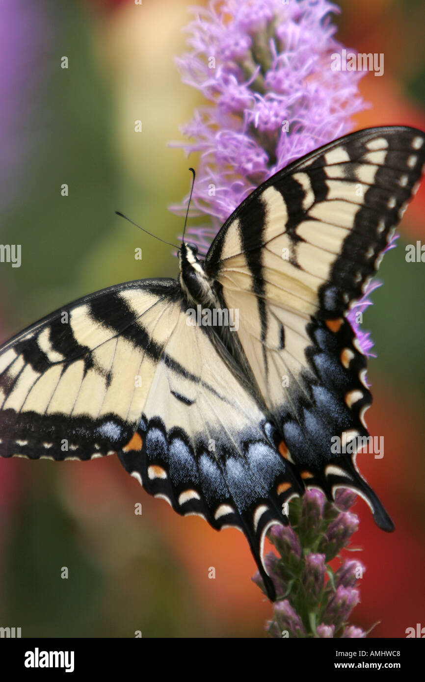 Eastern Tiger Swallowtail butterfly USA Stock Photo - Alamy