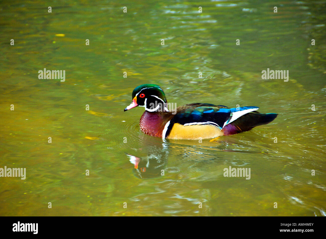 The colorful Wood Duck in the a small lake in St Vital Park in Winnipeg ...