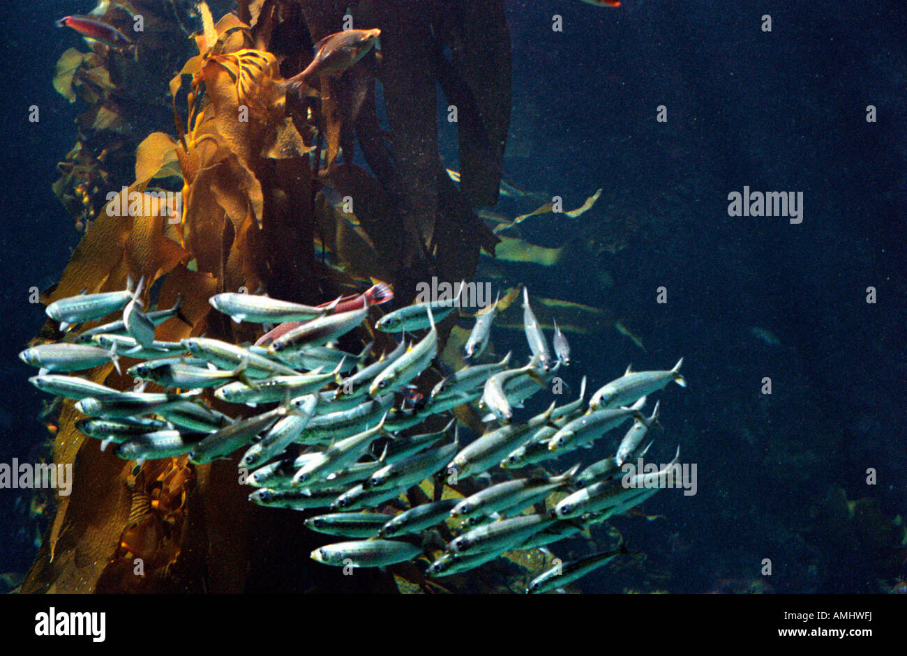 Heringe clupeidae hi-res stock photography and images - Alamy