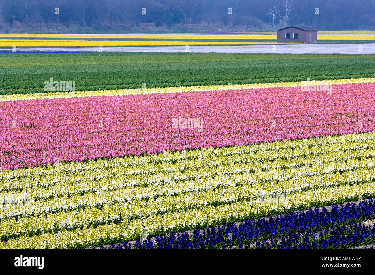 Netherland Hyacinth color field people Stock Photo - Alamy