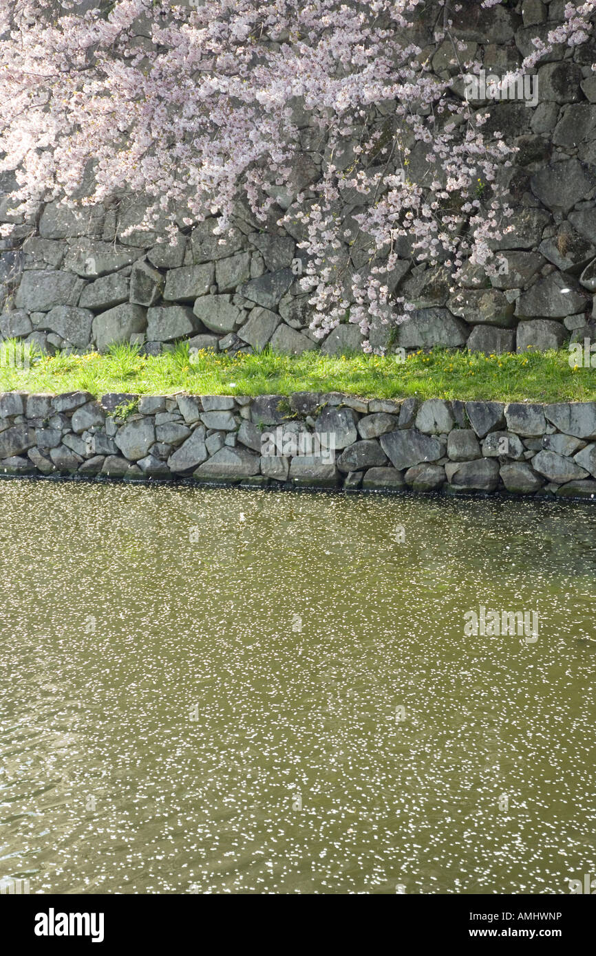 Cherry blossoms hanging over moat Stock Photo - Alamy