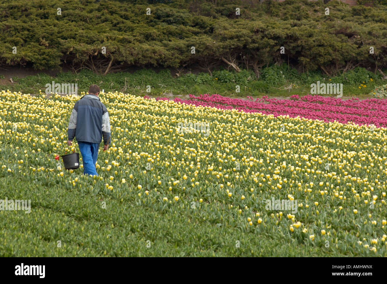 Netherland Hyacinth color field people Stock Photo - Alamy
