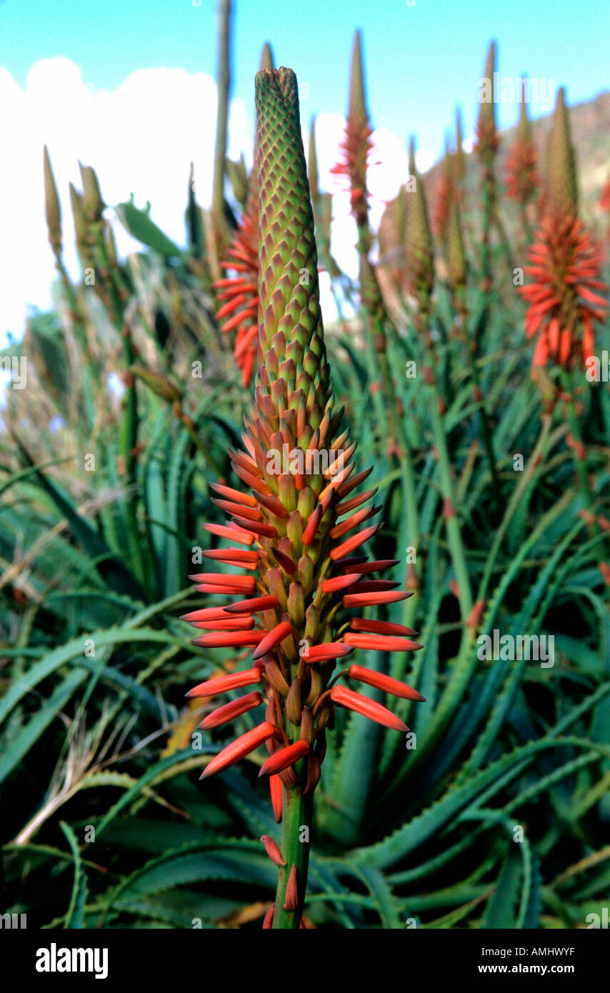 Blhende Aloe Vera