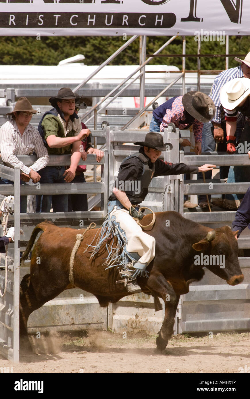 Bull and gate hi-res stock photography and images - Alamy