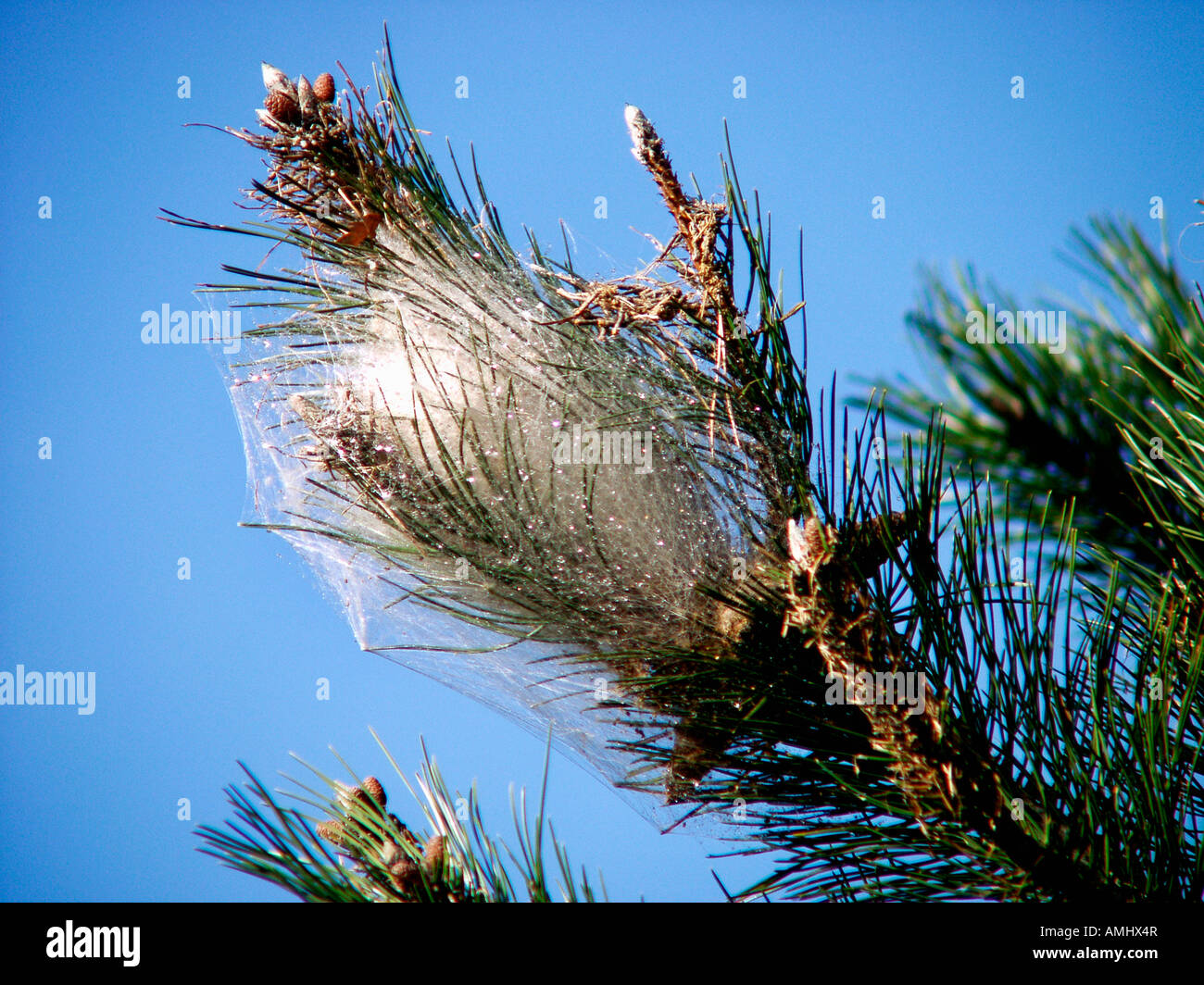 Processionnaire du pin Pine processionary Thaumetopoea pityocampa ...