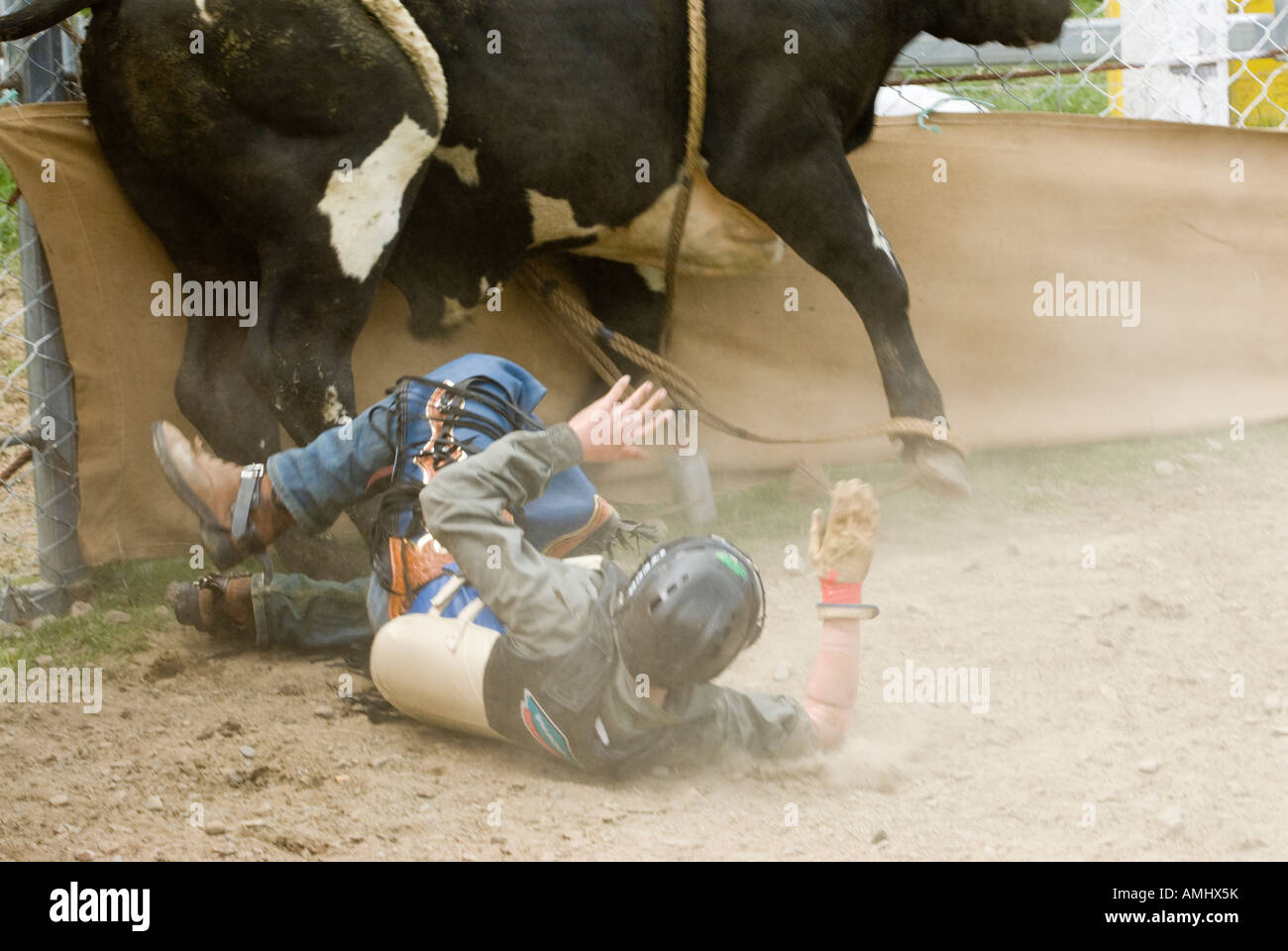 Bull With Injury From High Resolution Stock Photography and Images - Alamy