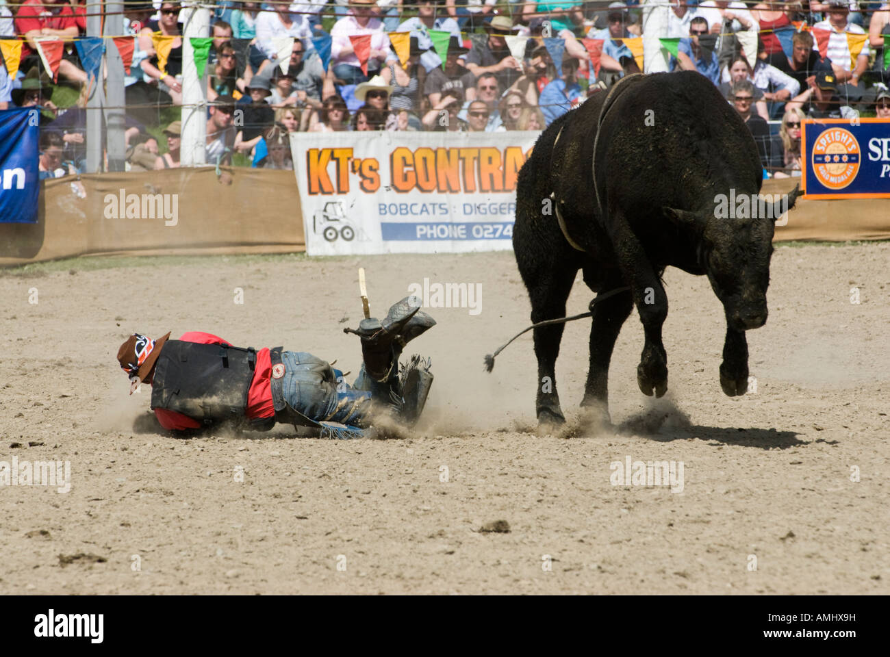 Rodeo cowboy tumbles from the bull, Methven Rodeo Stock Photo - Alamy