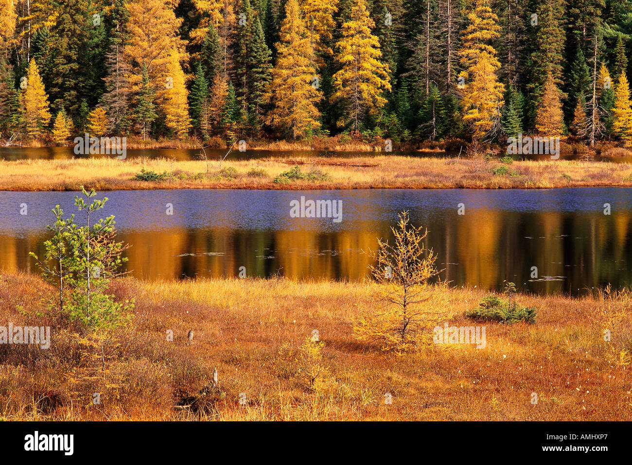 Tamarack trees canada hi-res stock photography and images - Alamy