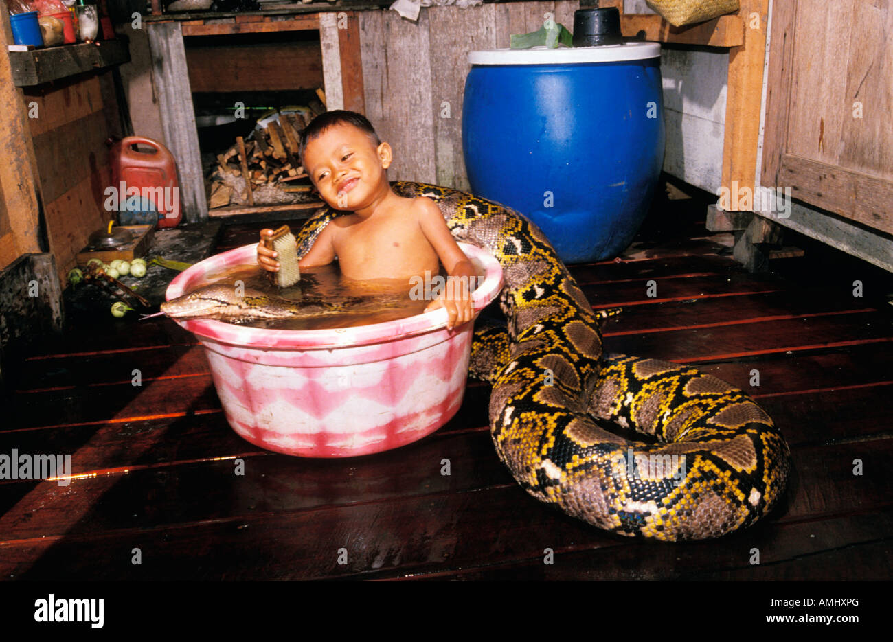 Netzpython indonesien familly with tame Reticulated Python Python reticulatus animals exotische ...