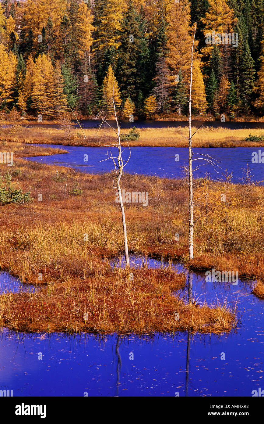 Algonquin provincial park wolf howl hi-res stock photography and images ...