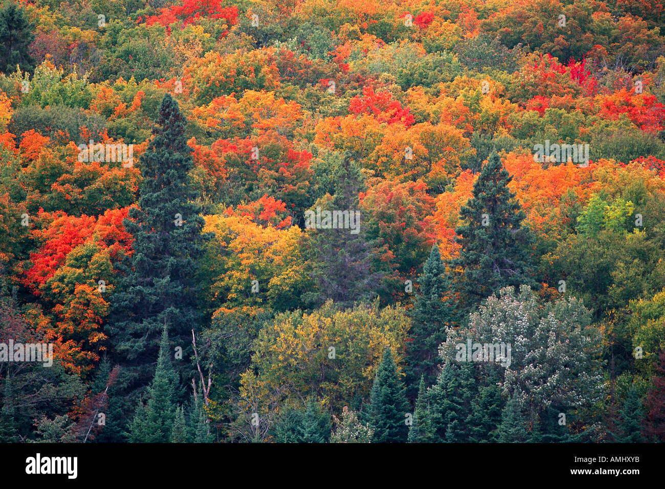 Forest in Autumn, Algonquin Provincial Park, Ontario, Canada Stock ...