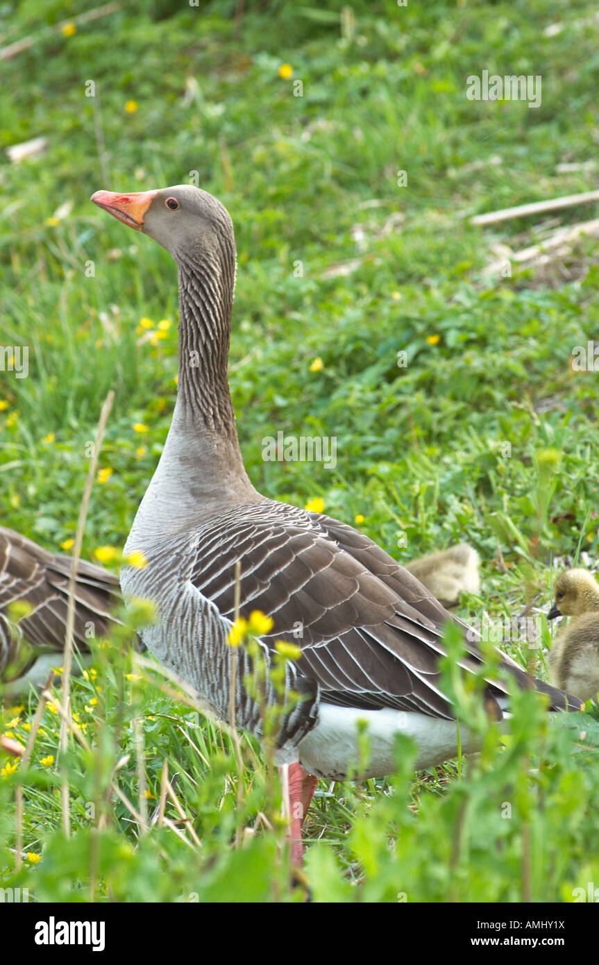 ducks with chicks netherlands Stock Photo - Alamy