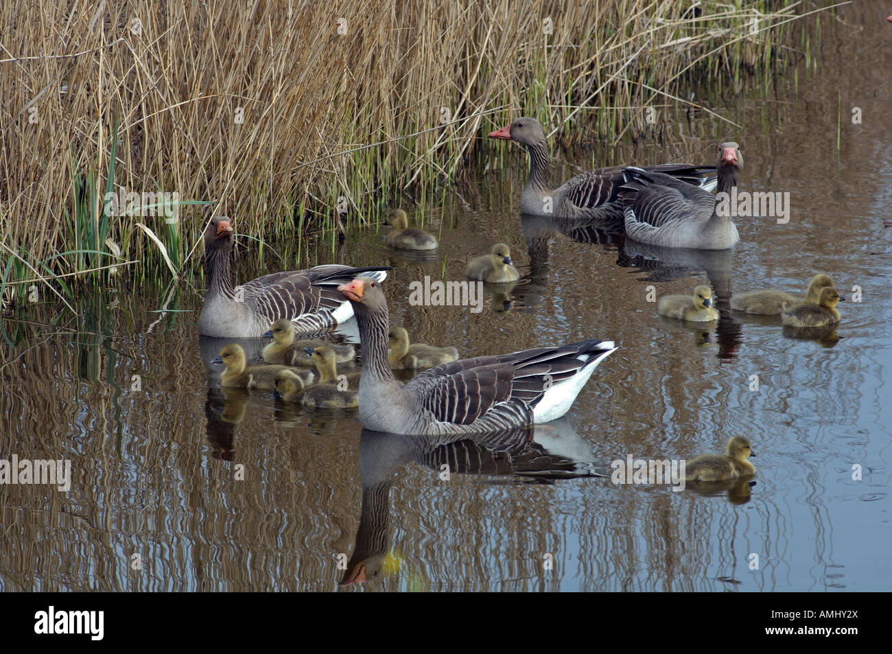 ducks with chicks netherlands Stock Photo - Alamy