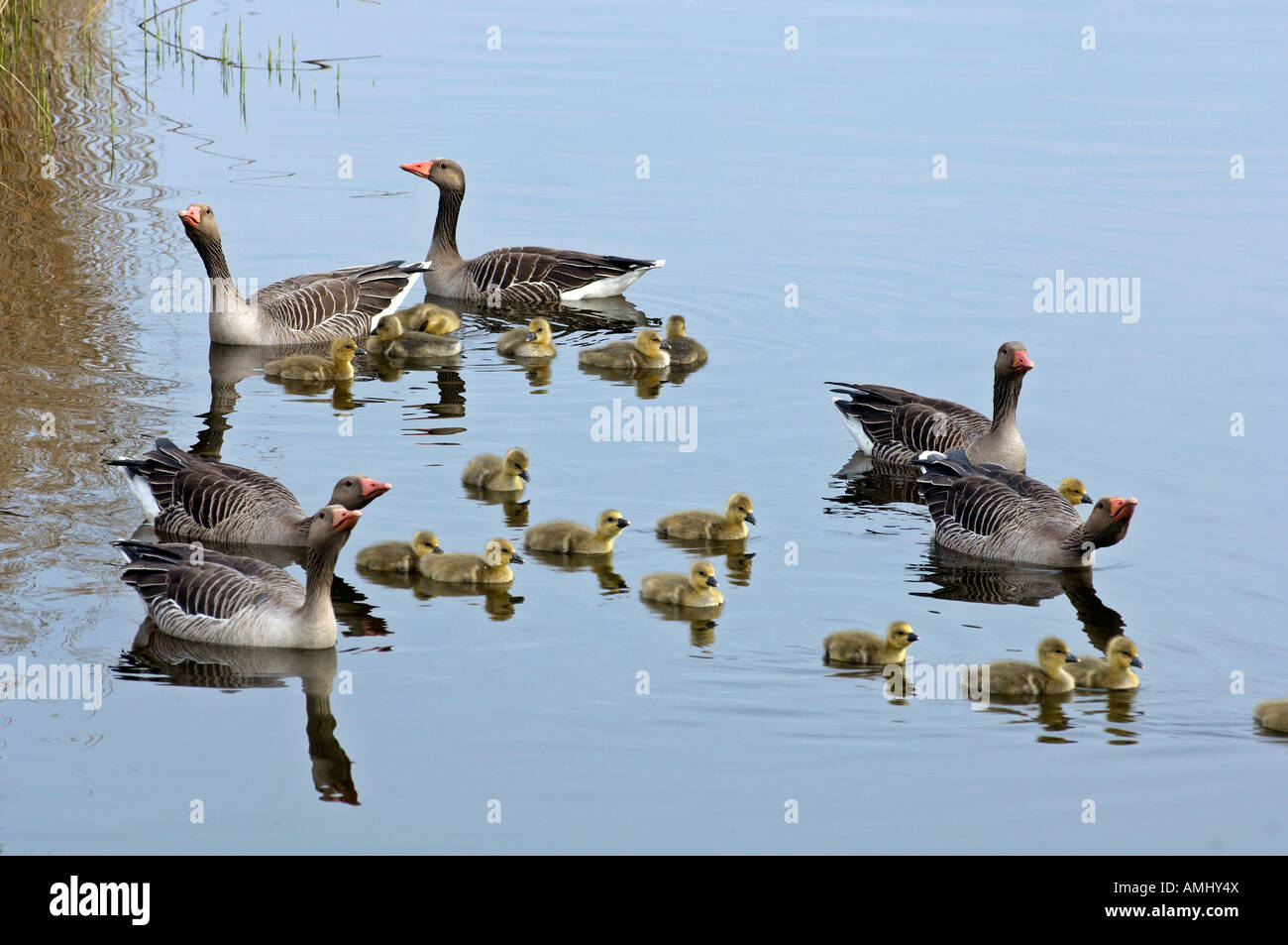 Netherlands animals hi-res stock photography and images - Alamy